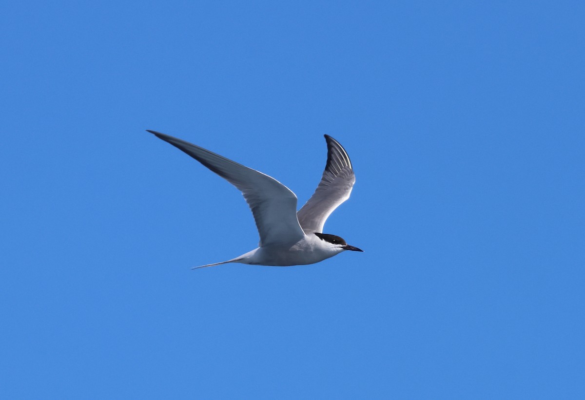 eBird Checklist - 28 Aug 2023 - 宜蘭--南方澳-東澳-南澳海域(Yilan--Nanfang'ao, Dong ...