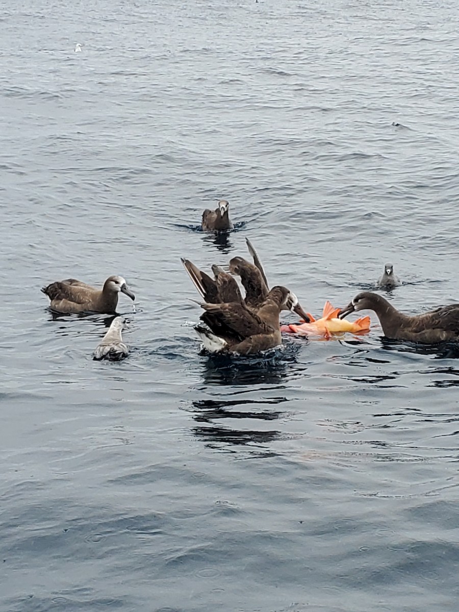 eBird Checklist - 11 Aug 2023 - Off Esperanza Inlet, Vancouver Island ...