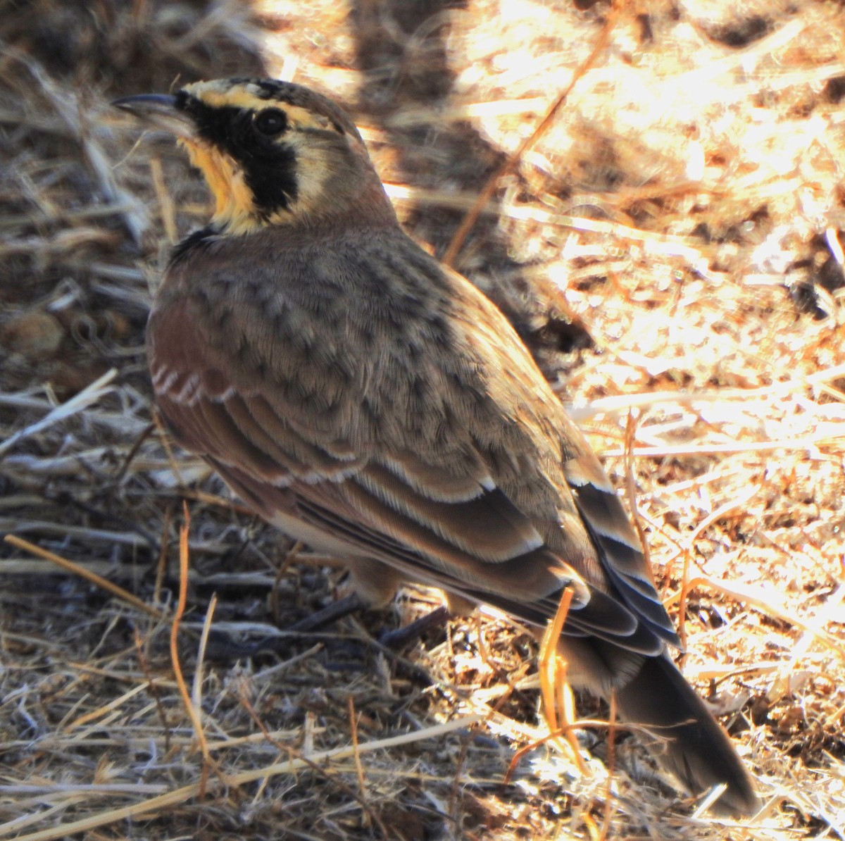eBird Checklist - 10 Sep 2023 - Nelson Ballfields - 7 species (+1 other ...