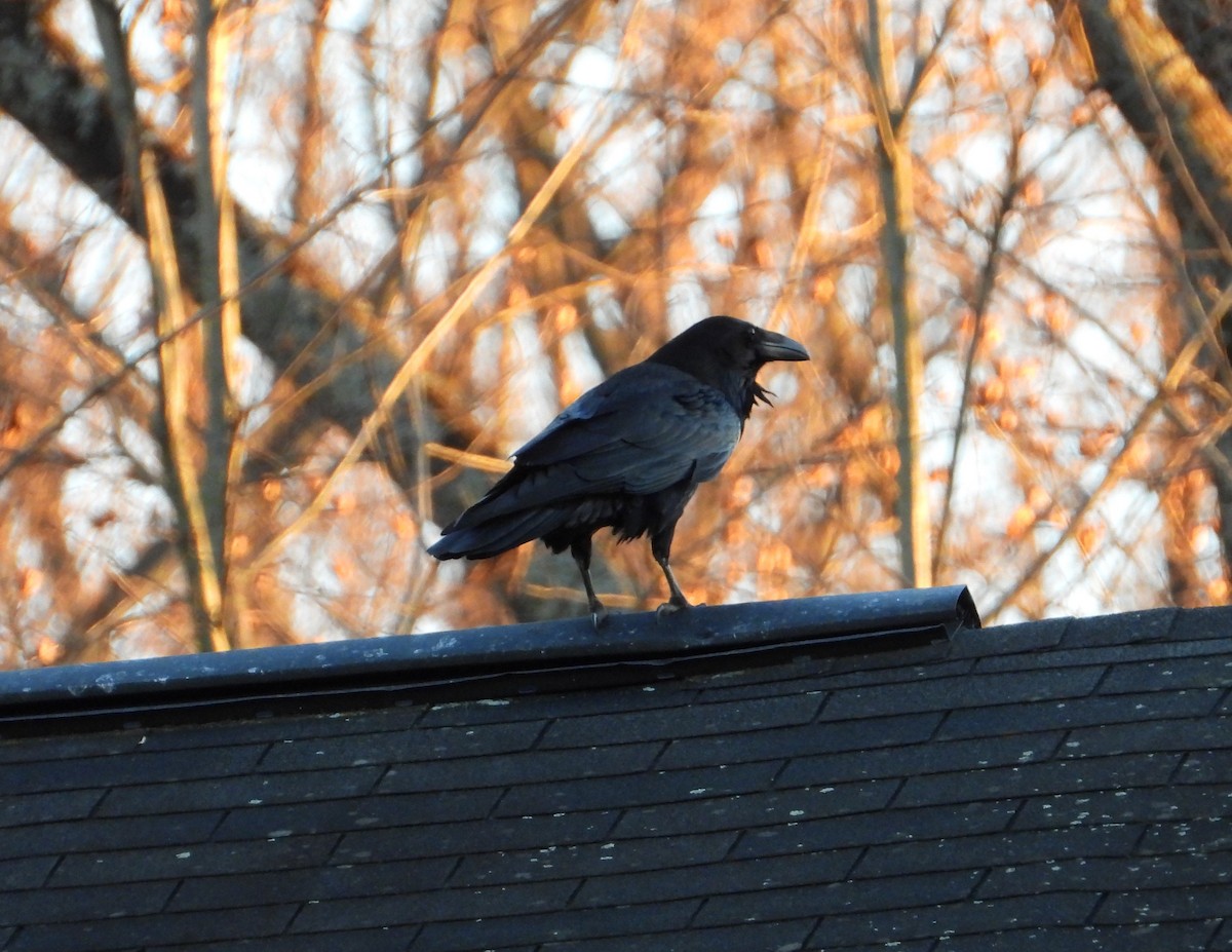 eBird Checklist - 12 Dec 2021 - Willcoxson Park Raven nest site - 17 ...