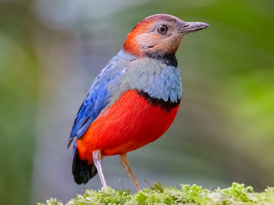 Sulawesi Pitta - eBird