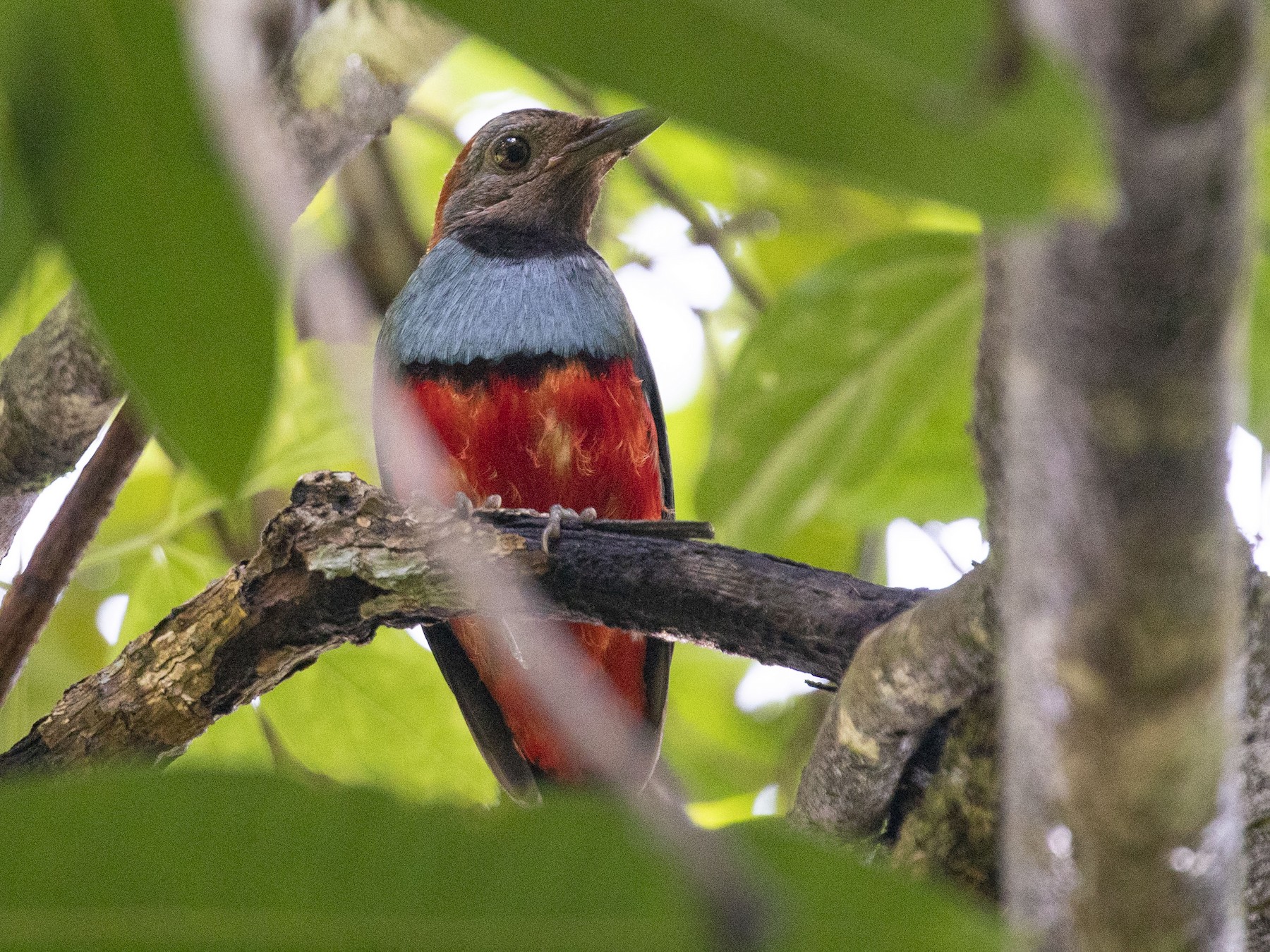 South Papuan Pitta - eBird