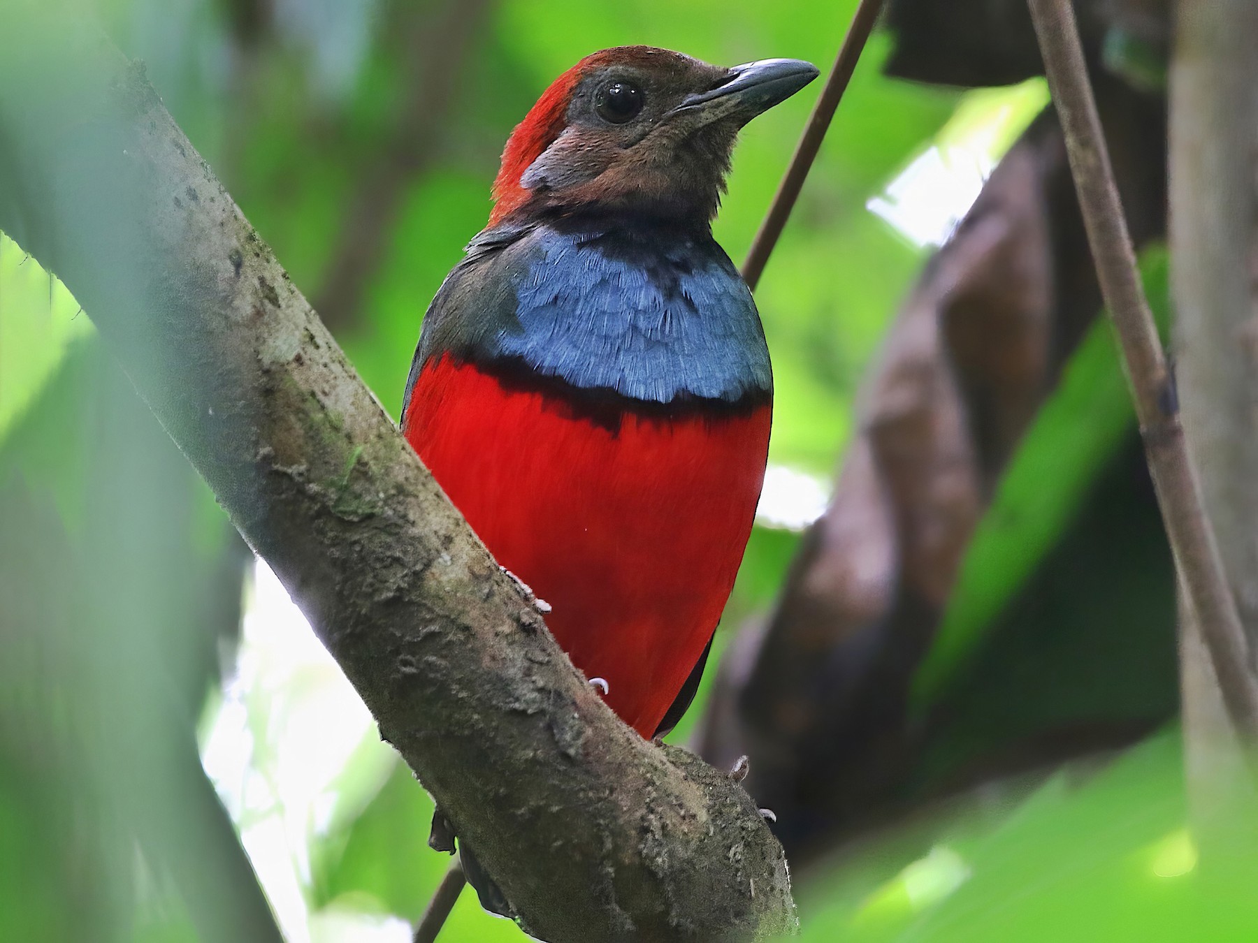 Bismarck Pitta - eBird