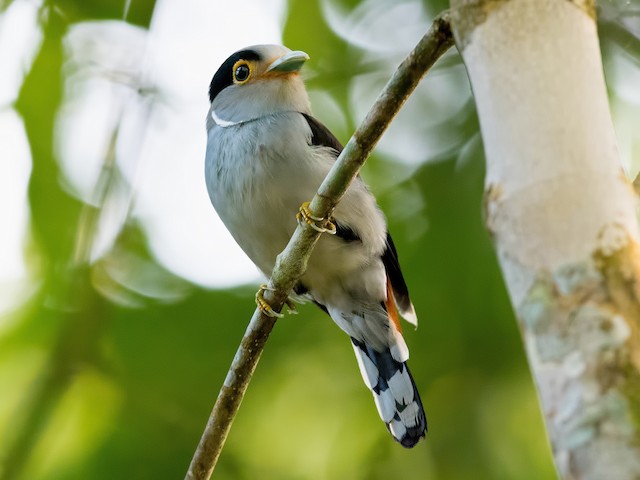 Photos - Silver-breasted Broadbill - Serilophus lunatus - Birds of the ...