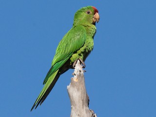 Scarlet-fronted Parakeet - eBird