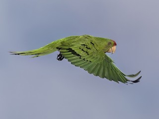 Scarlet-fronted Parakeet - eBird