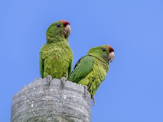 Scarlet-fronted Parakeet - eBird
