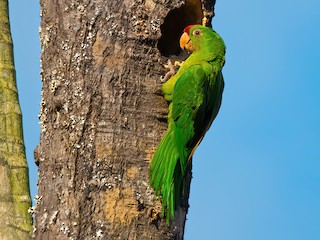 Scarlet-fronted Parakeet - eBird