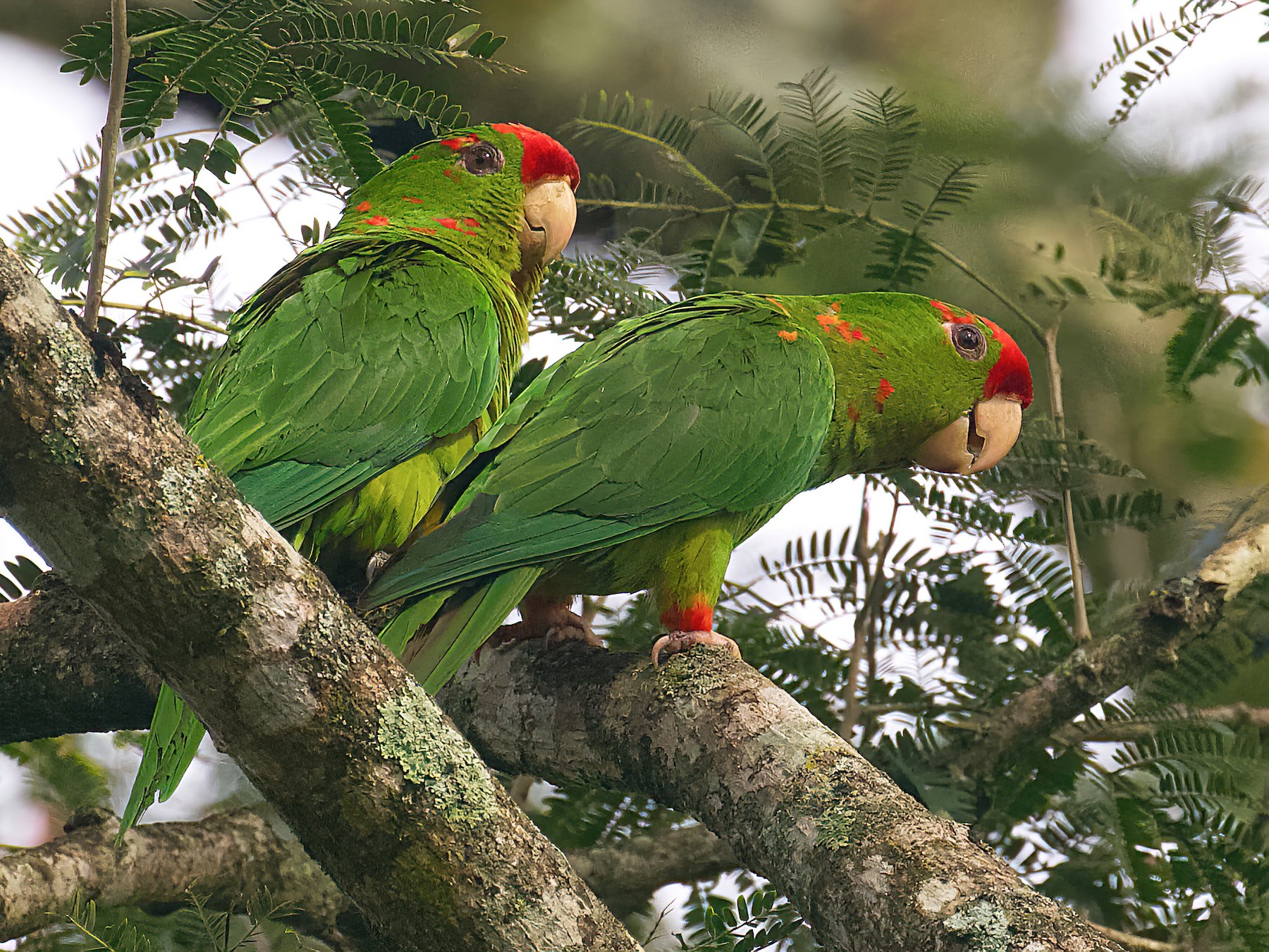 Scarlet-fronted Parakeet - eBird