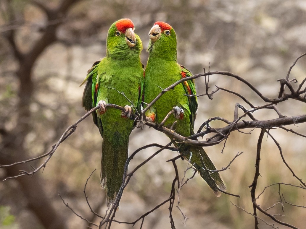 Aratinga Cordillerana - eBird