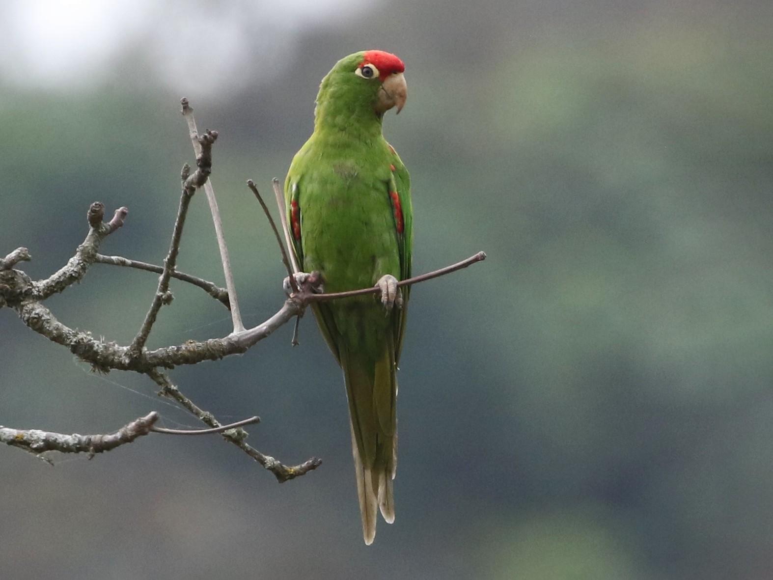 Aratinga cordillerana - eBird