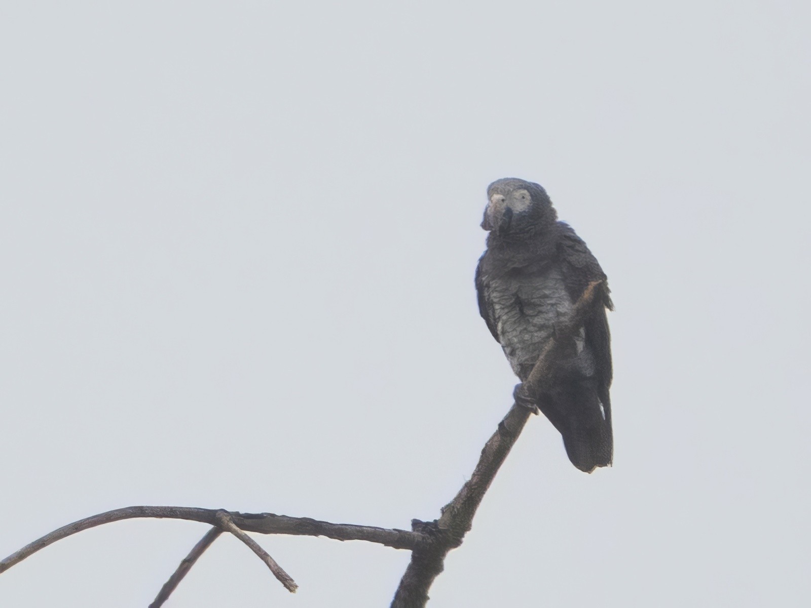 Timneh Parrot - eBird