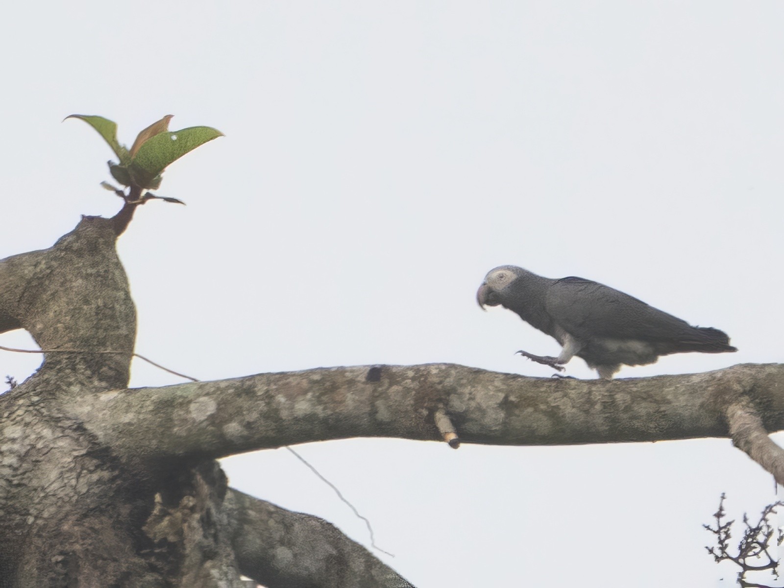 Timneh Parrot - eBird