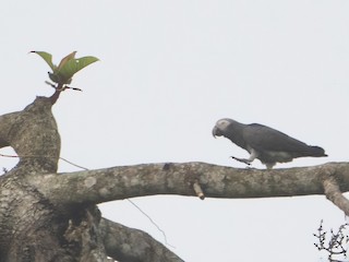Timneh Parrot - eBird