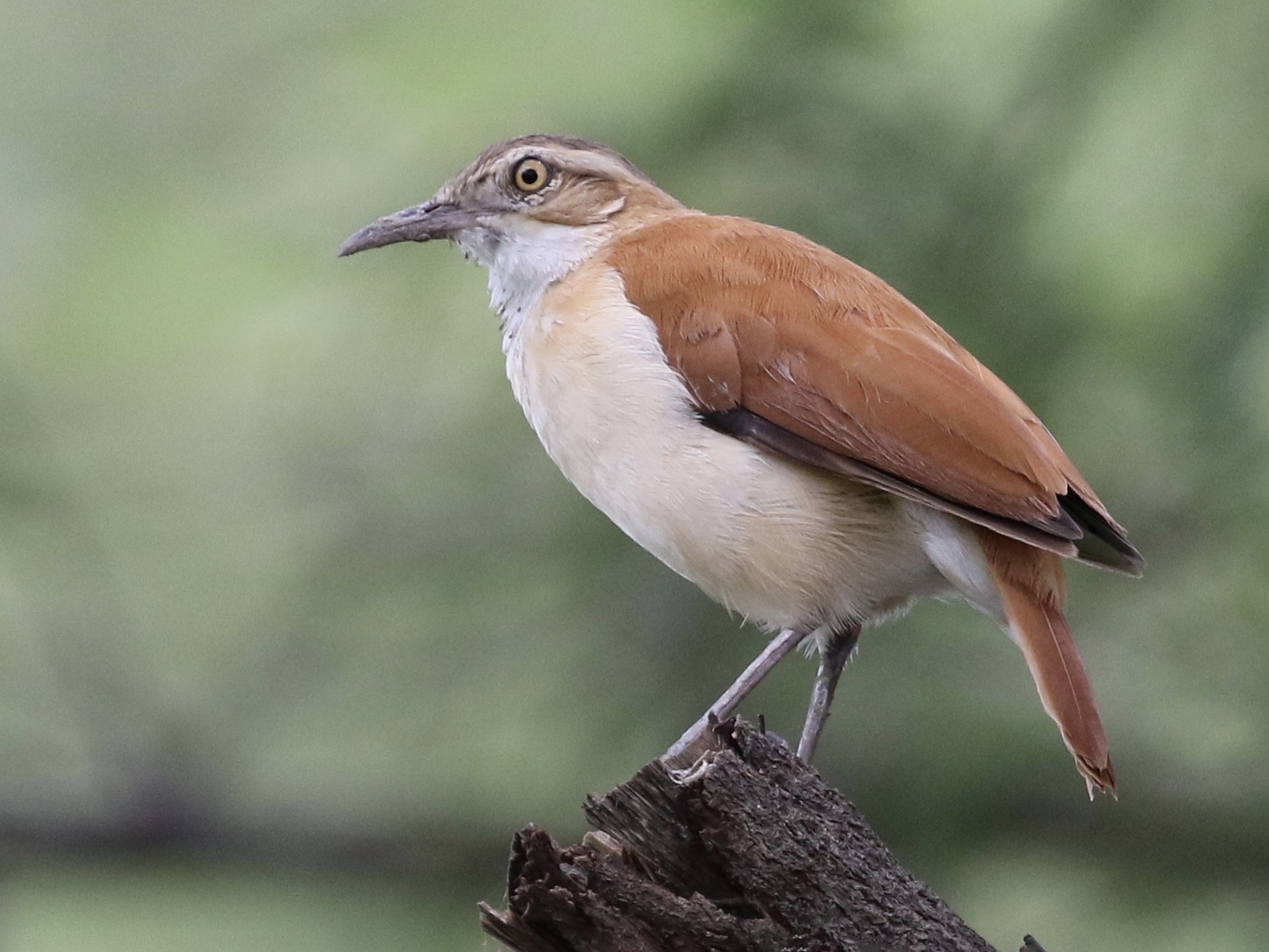 Pacific Hornero - eBird