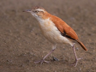 Pacific Hornero - eBird