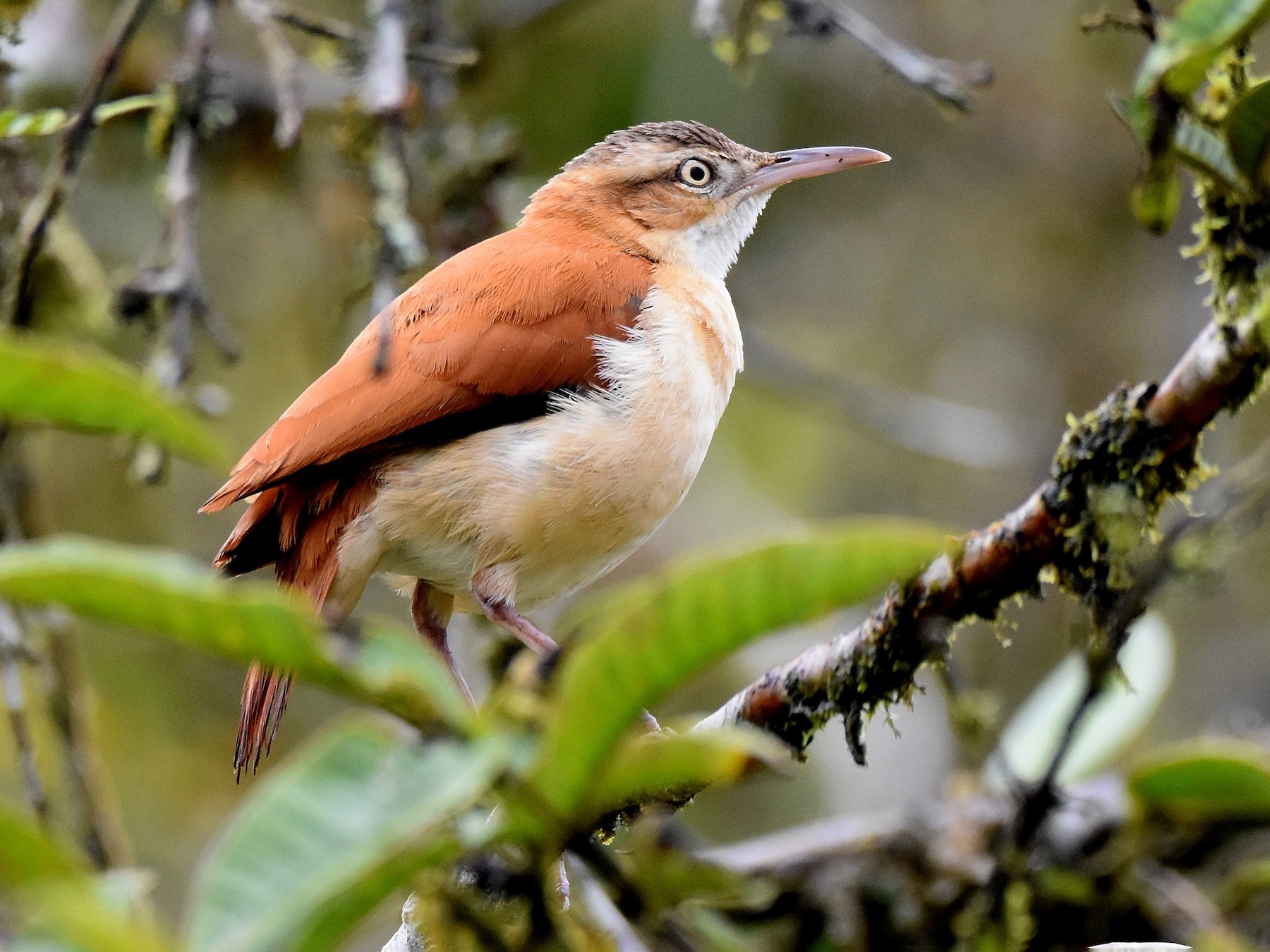 Pacific Hornero - eBird