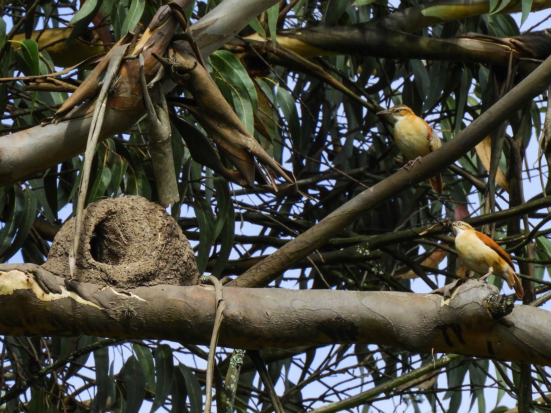 Hornero del Pacífico - eBird