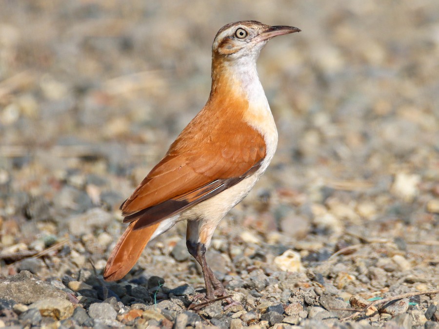 Pacific Hornero - eBird