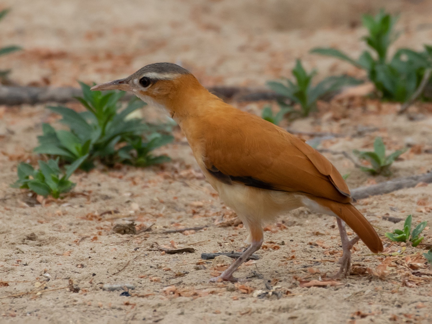 Caribbean Hornero - eBird