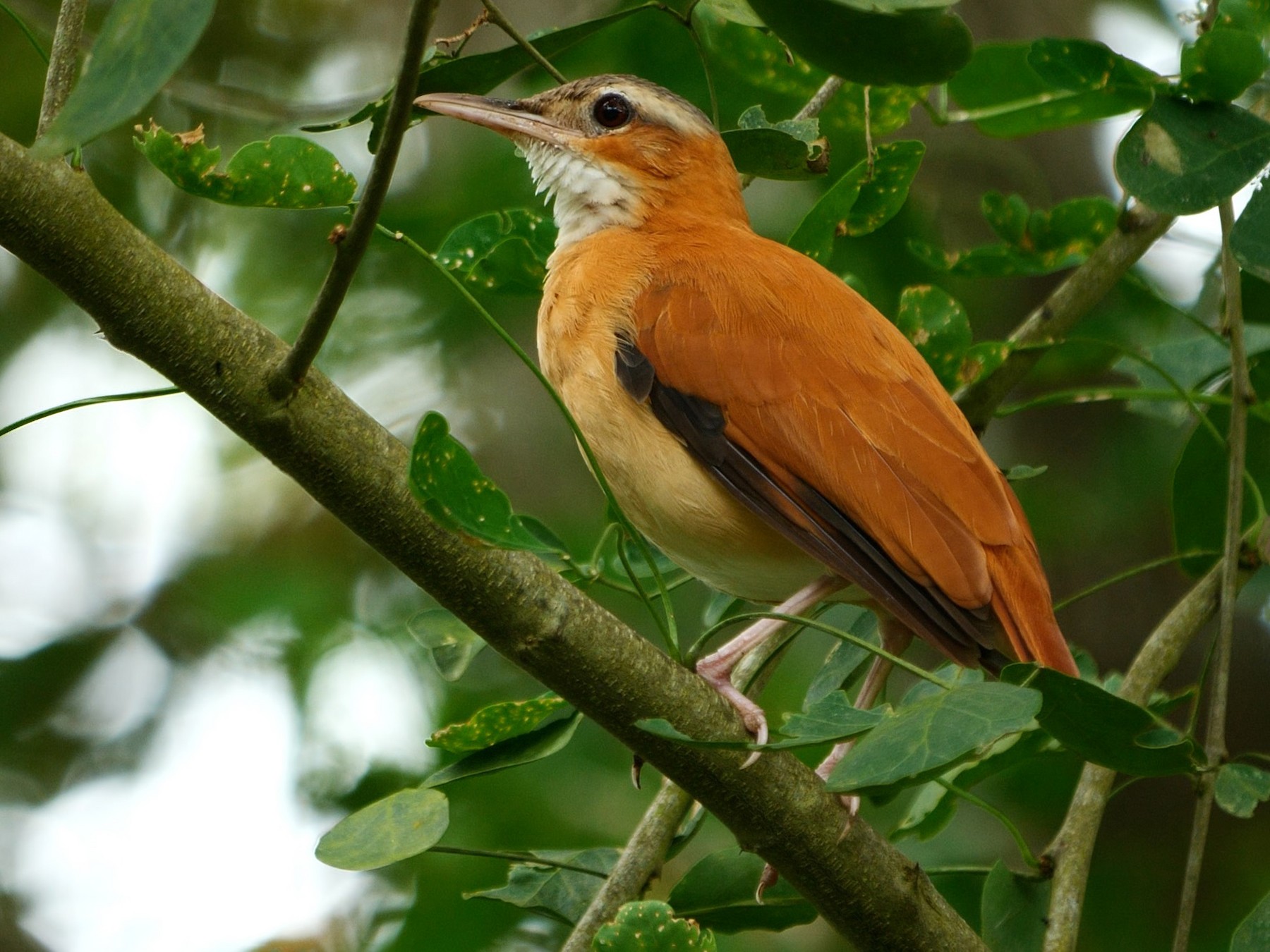 Hornero del Caribe - eBird