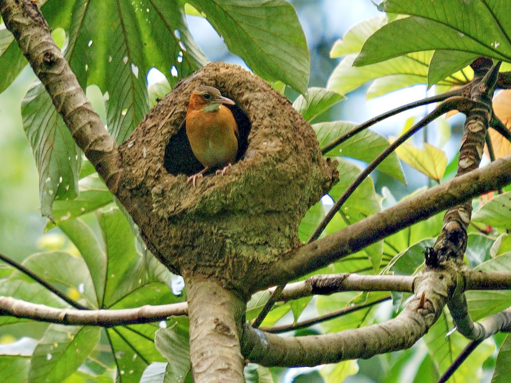 Hornero del Caribe - eBird