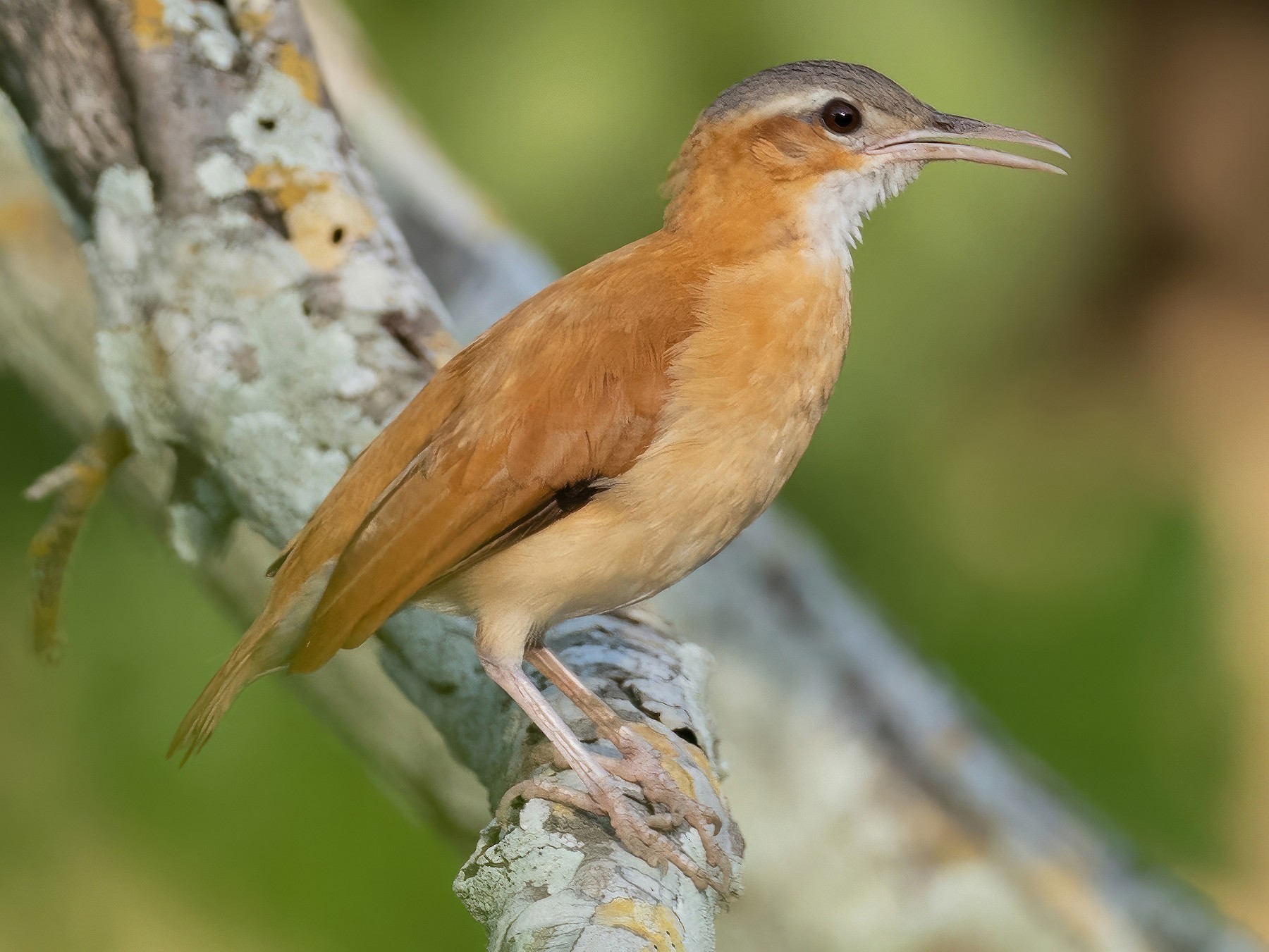 Caribbean Hornero - eBird