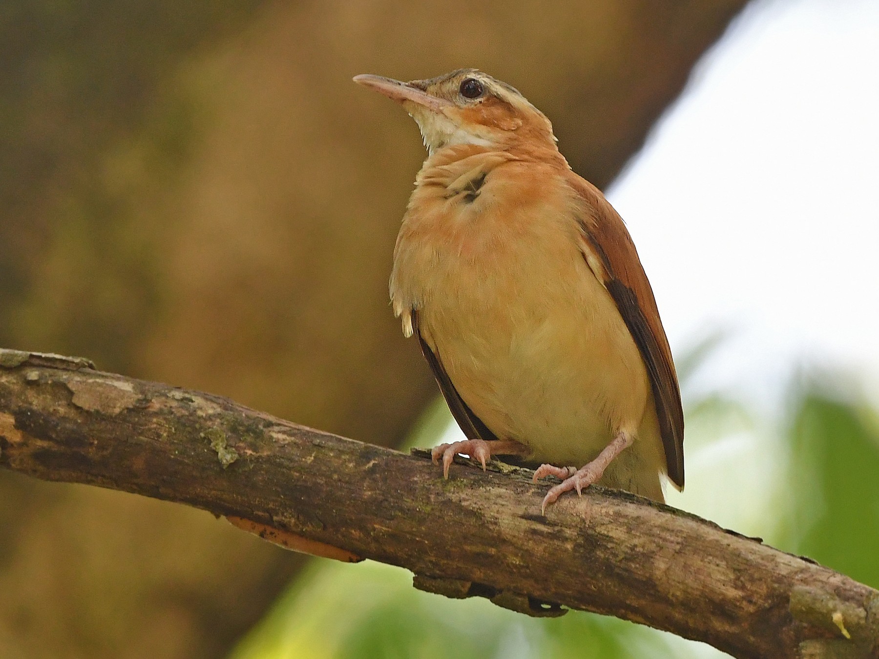 Caribbean Hornero - eBird
