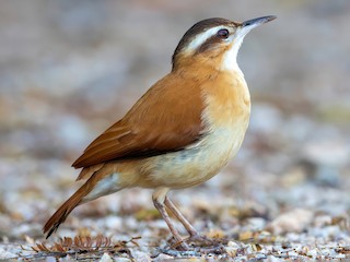 Pale-legged Hornero - eBird