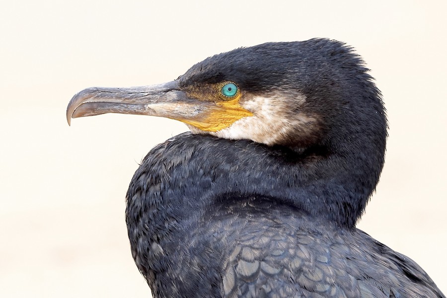 Great Cormorant (North Atlantic) - eBird