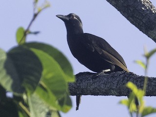 Obi Paradise-crow - eBird