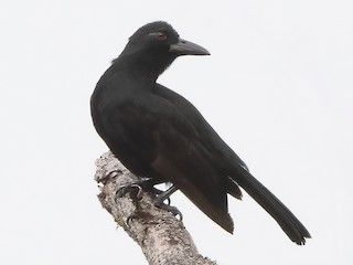 Obi Paradise-crow - eBird