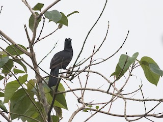 Obi Paradise-crow - eBird