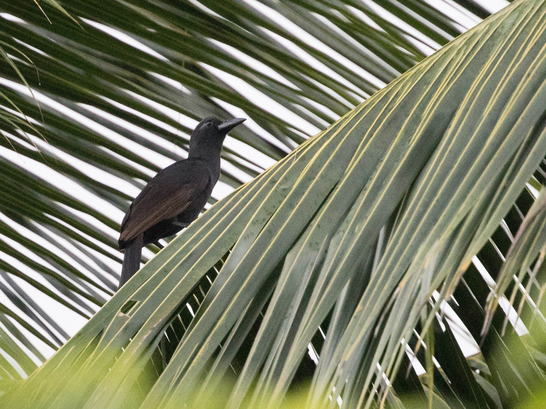 Obi Paradise-crow - eBird