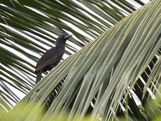 Obi Paradise-crow - eBird