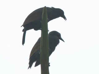 Halmahera Paradise-crow - eBird