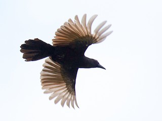Halmahera Paradise-crow - eBird
