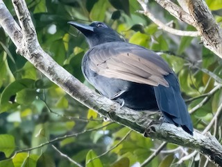 Halmahera Paradise-crow - eBird