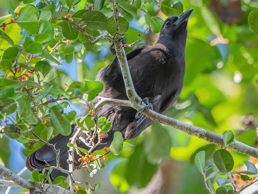 Halmahera Paradise-crow - eBird