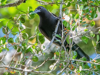 Halmahera Paradise-crow - eBird