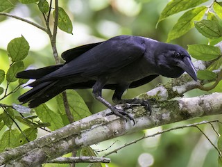 Sunda Crow - eBird