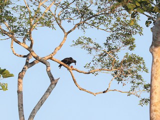 Sunda Crow - eBird
