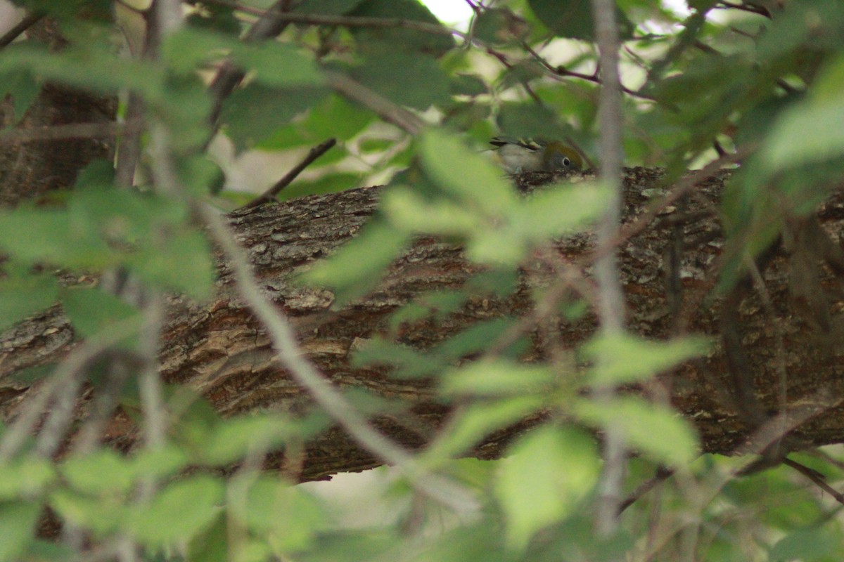 eBird Checklist - 8 Sep 2023 - Home Amazing Bird Lodge - 10 species