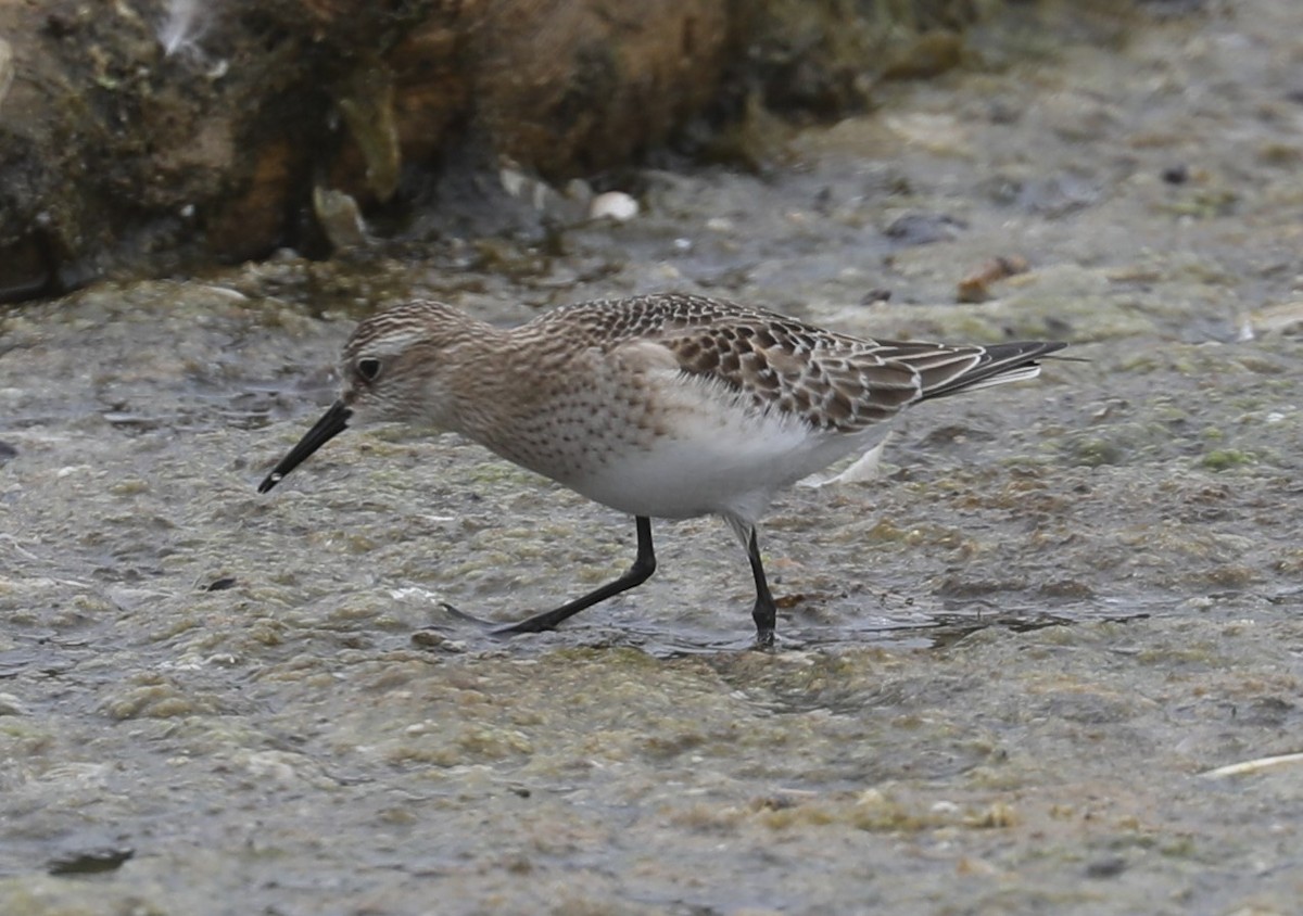 eBird Checklist - 10 Sep 2023 - Pomponio SB - 7 species