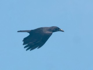 Palawan Crow - eBird