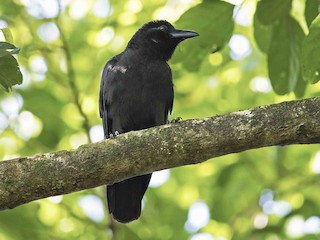 Palawan Crow - eBird