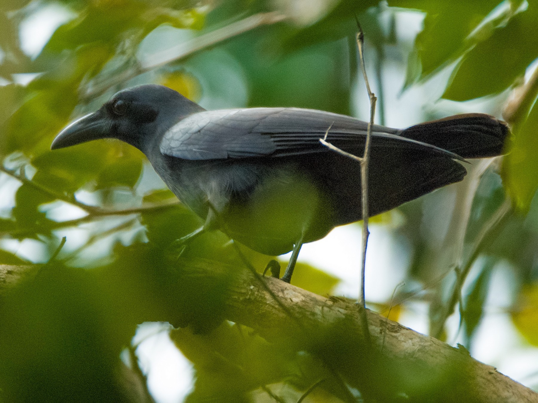Cuervo Picofino (pusillus) - eBird