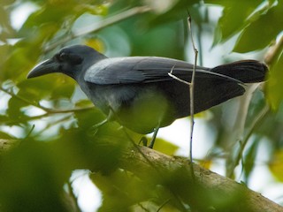 Palawan Crow - eBird