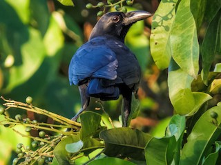 Palawan Crow - eBird
