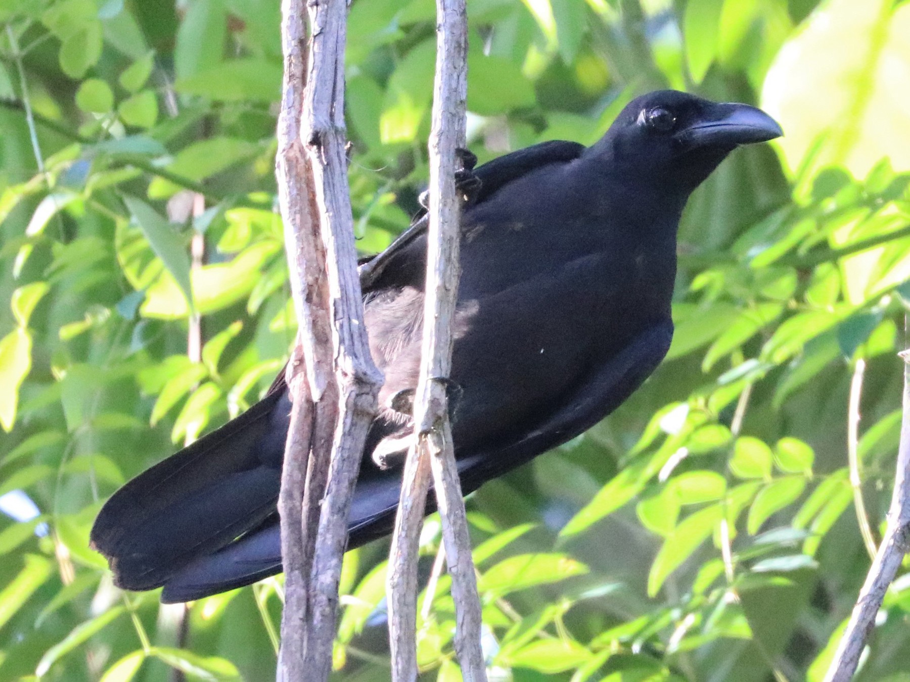 Palawan Crow - eBird